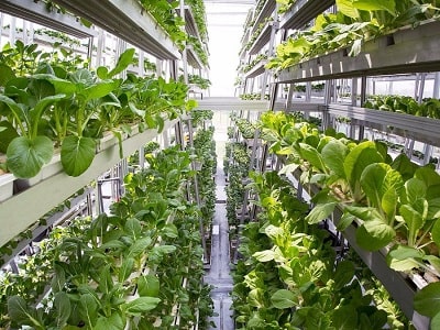 Is Vertical Farming the Future of Urban Agriculture | TechSci Research